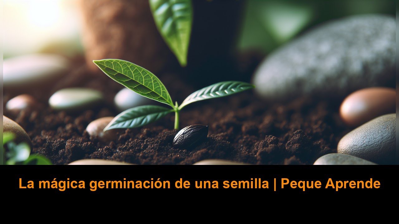La mágica germinación de una semilla | Peque Aprende - YouTube