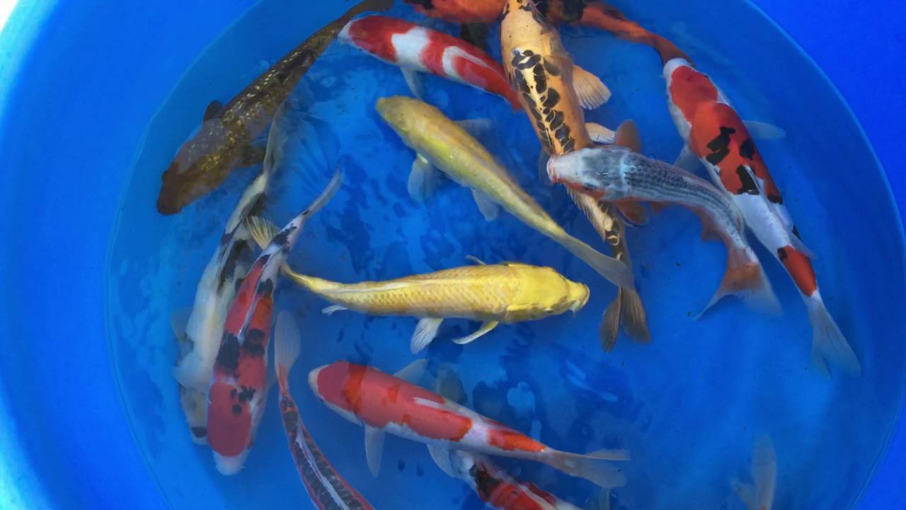 10-12" Mix Koi - YouTube