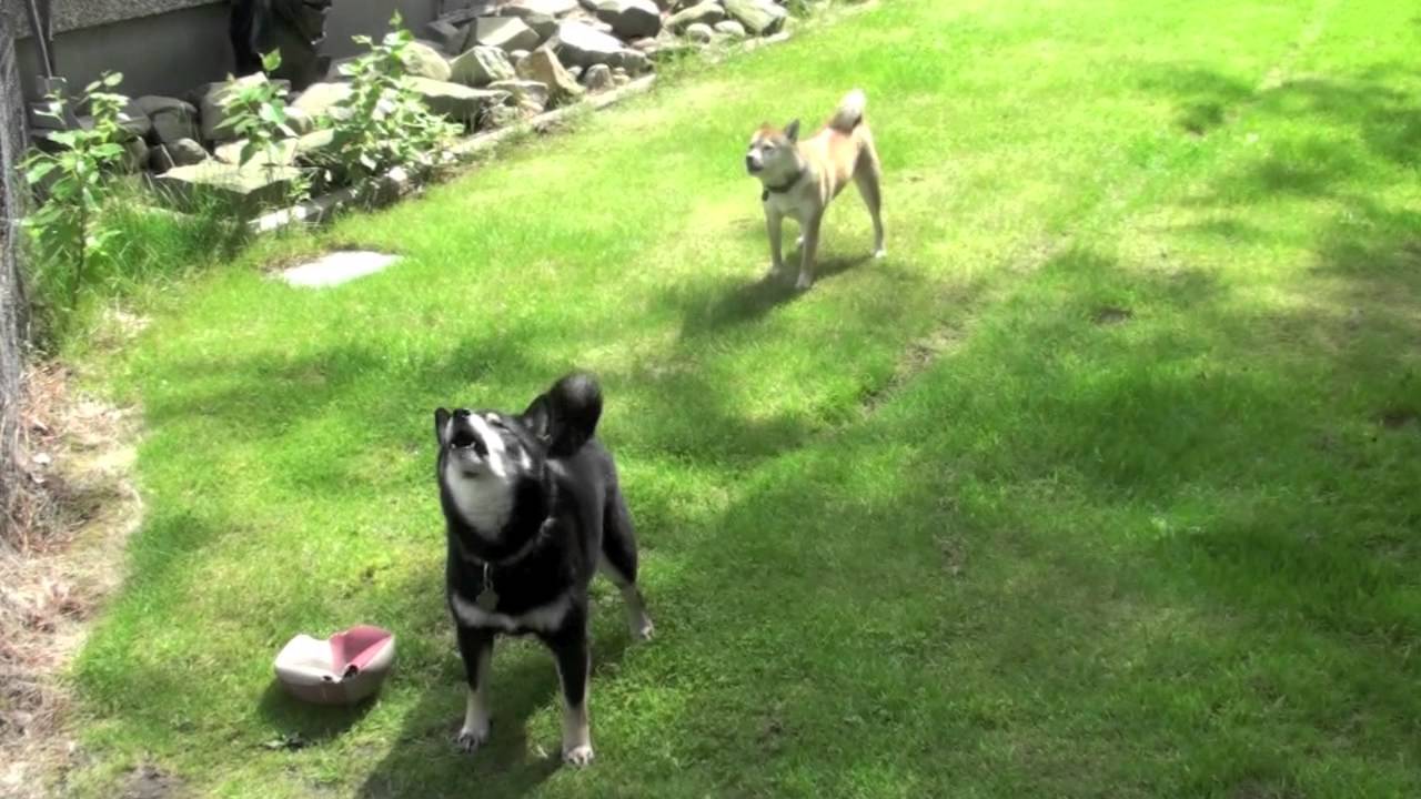 Shiba Inu's Howling at a train - YouTube