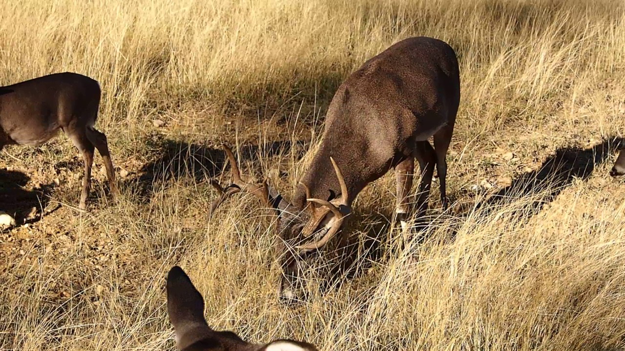 With the West Meadow Herd at La Bota Ranch - YouTube