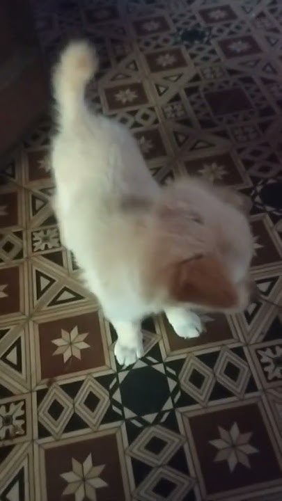 இத்தனை பட்டும் திருந்தல #pets #dog #puppy #shortsfeed #shortsvideo #shorts #comedy #comedyshorts ...