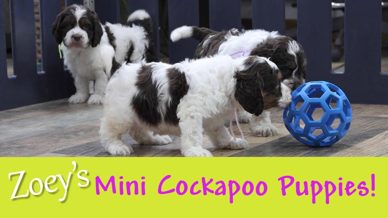 Playtime for Zoey's Tri Phantom Parti Mini Cockapoo Puppies - YouTube