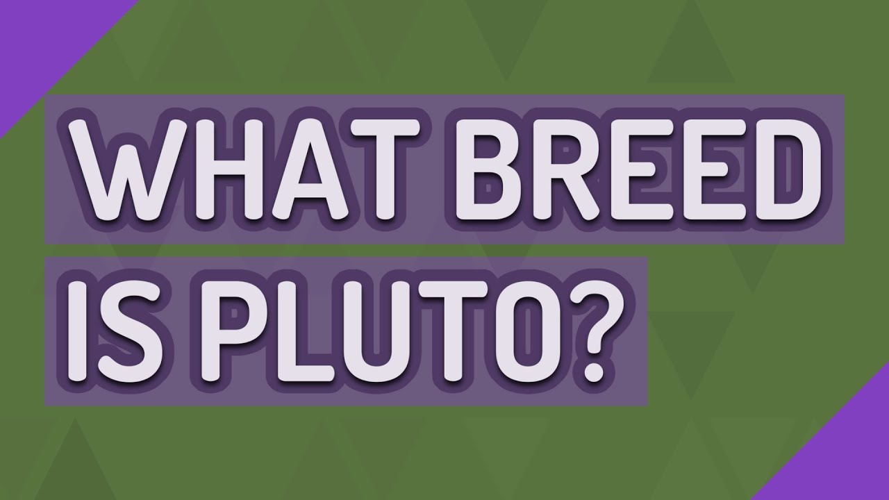 What breed is Pluto? - YouTube