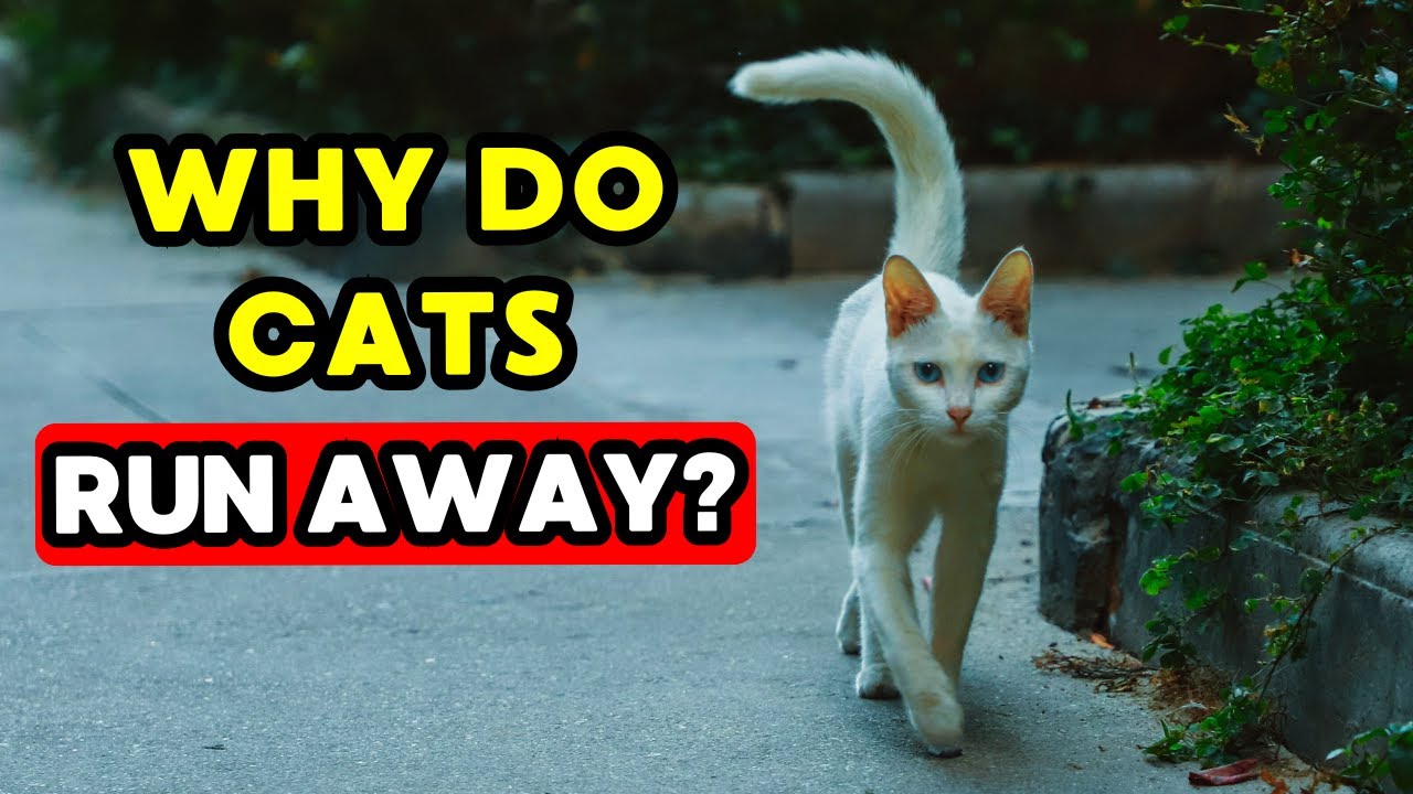 Your Cat Might RUN AWAY and Never Come Back – Here’s HOW TO PREVENT IT ...