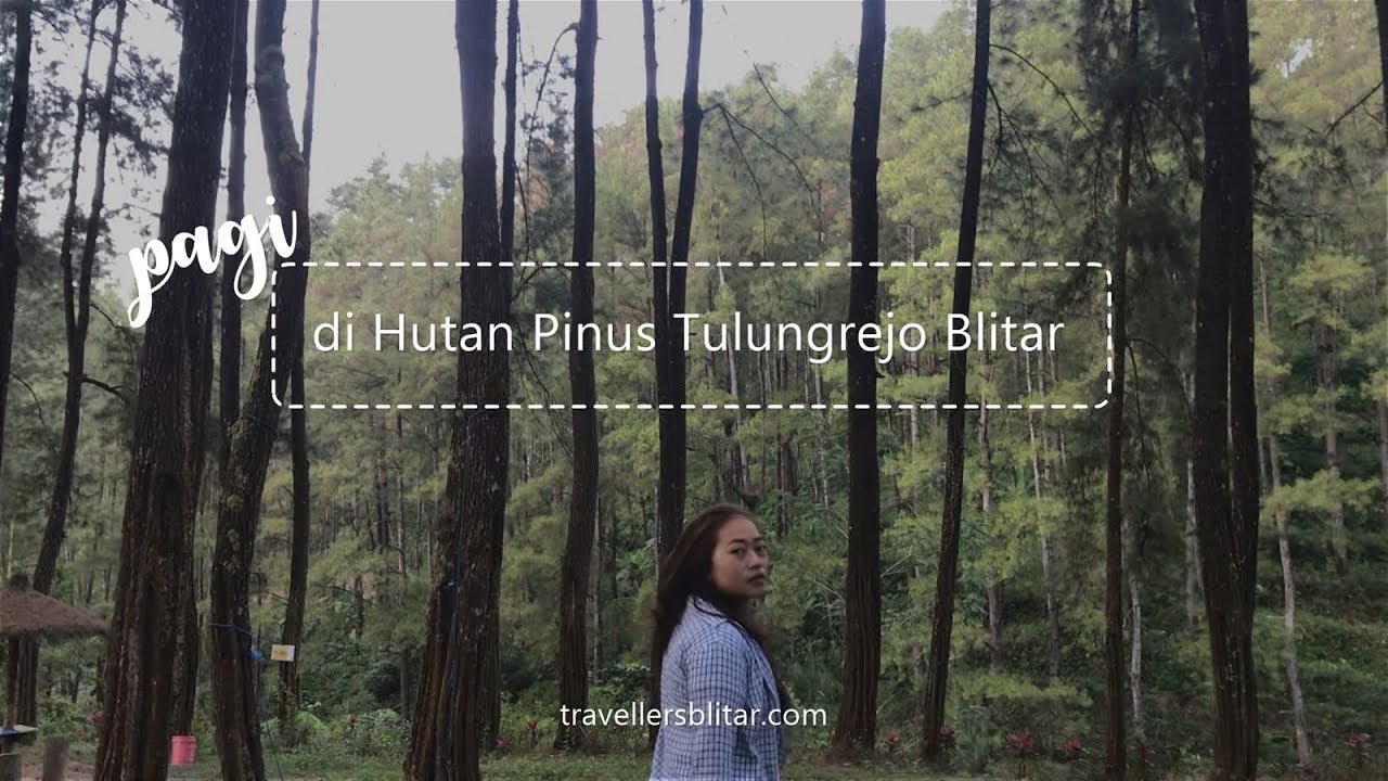 Hutan Pinus Tulungrejo | Hutan Pinus Loji Blitar - YouTube