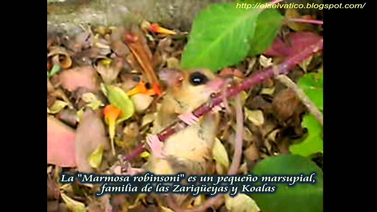 Marmosa robinsoni (Pequeño Marsupial) - YouTube