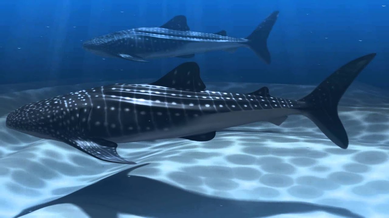 Whale Shark: an underwater encounter (Blender 3D animation) - YouTube