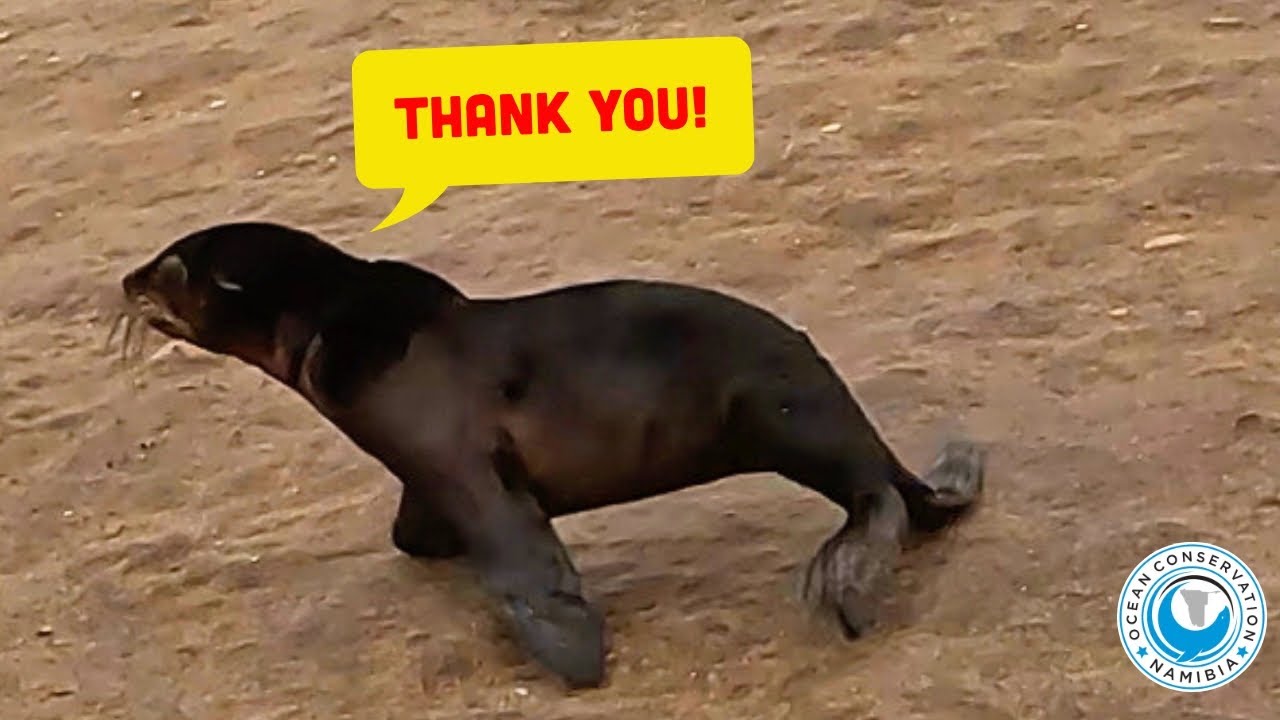 Playtime Gone Wrong: Seal Trapped by "Ocean Toy" - YouTube