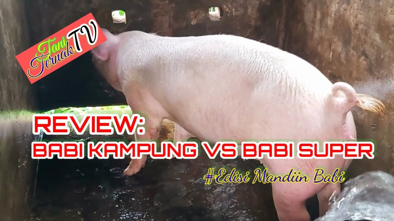 REVIEW BABI KAMPUNG VS BABI SUPER - YouTube
