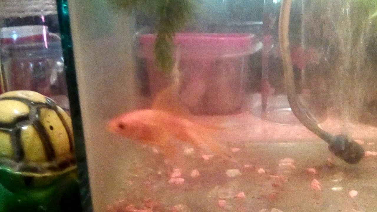 Pecera [parte 4] - YouTube