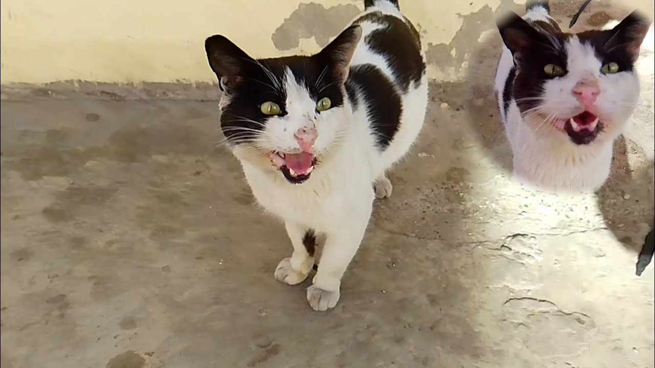 Angry stray Cat is acting less angry today than previous days - YouTube