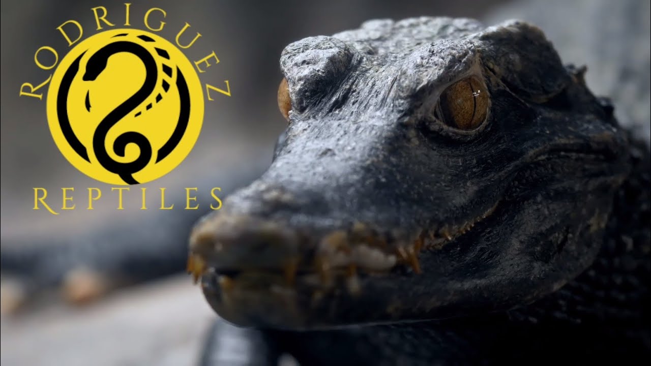These snakes have no eyes! 😱 - YouTube