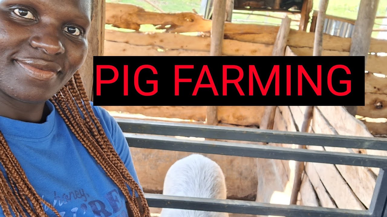 Pig farming: How I started my small pig farm - YouTube