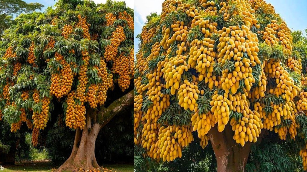 Grow mango tree from air layering 🥭🥭🥭 - YouTube