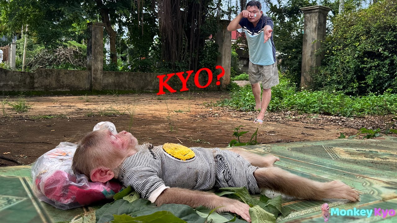 Baby monkey Kyo runs away from home – Dad panics and rushes to find her ...