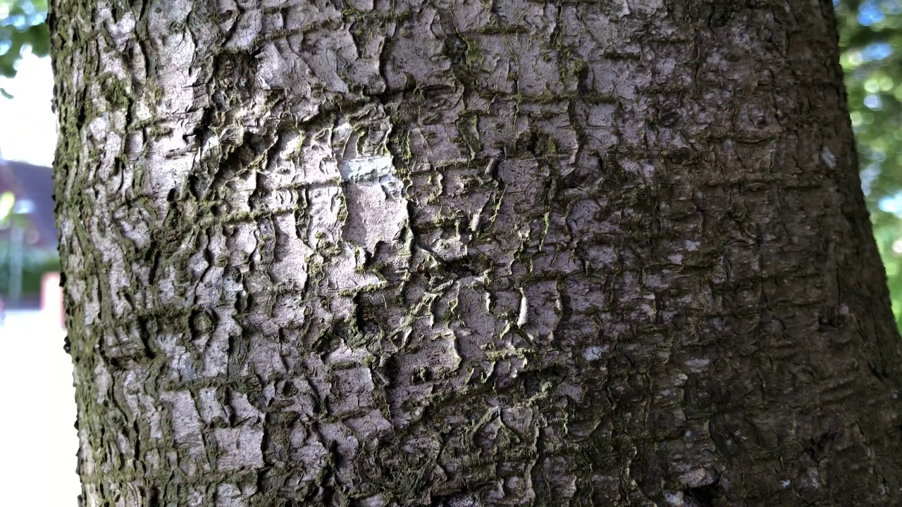 Purple leaf plum - Trunk close up - April 2020 - YouTube