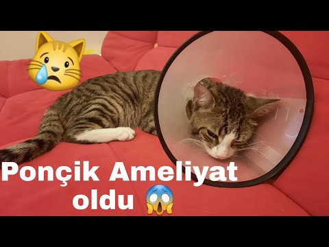 Ponçik Ameliyat oldu 😿😱 | Kulağı enfeksiyon kapmış 😔