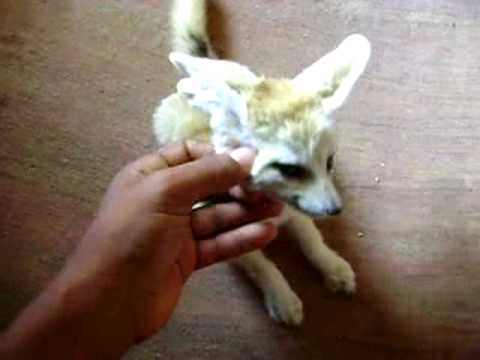 Fennecus zerda fennec fox ( at home ) - YouTube