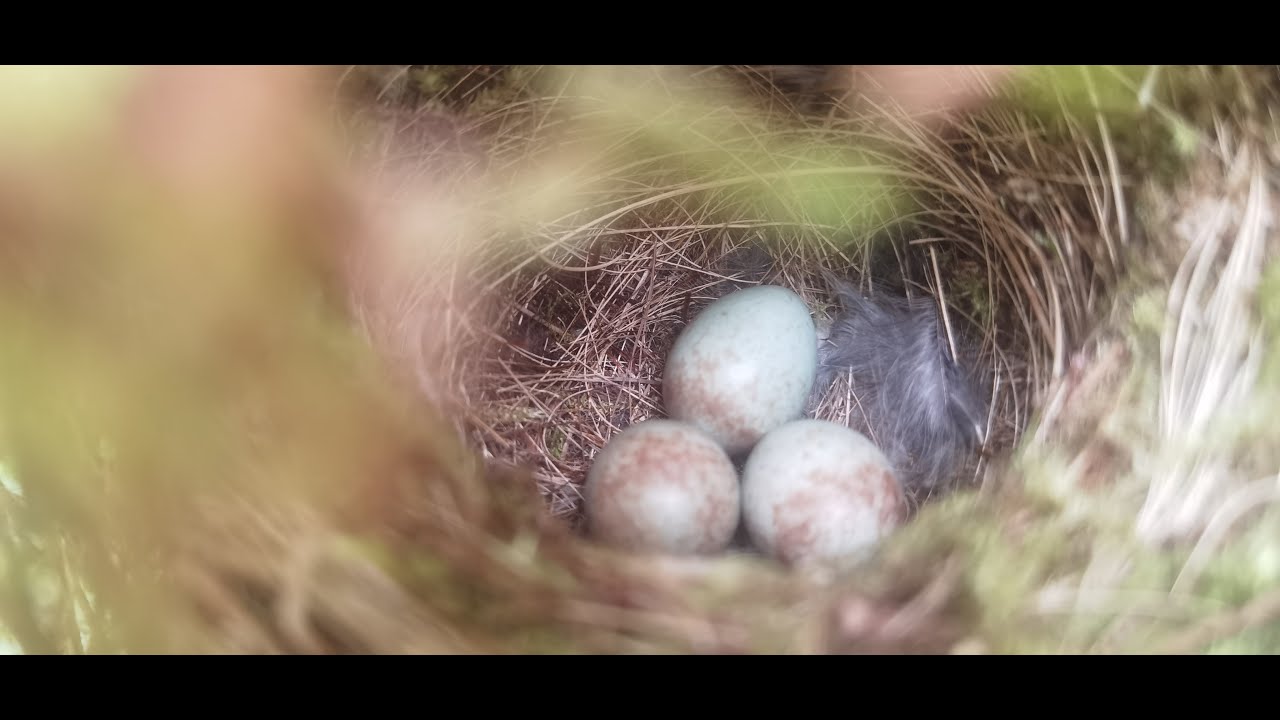 Les nids et oeufs de nos oiseaux de la Réunion - YouTube