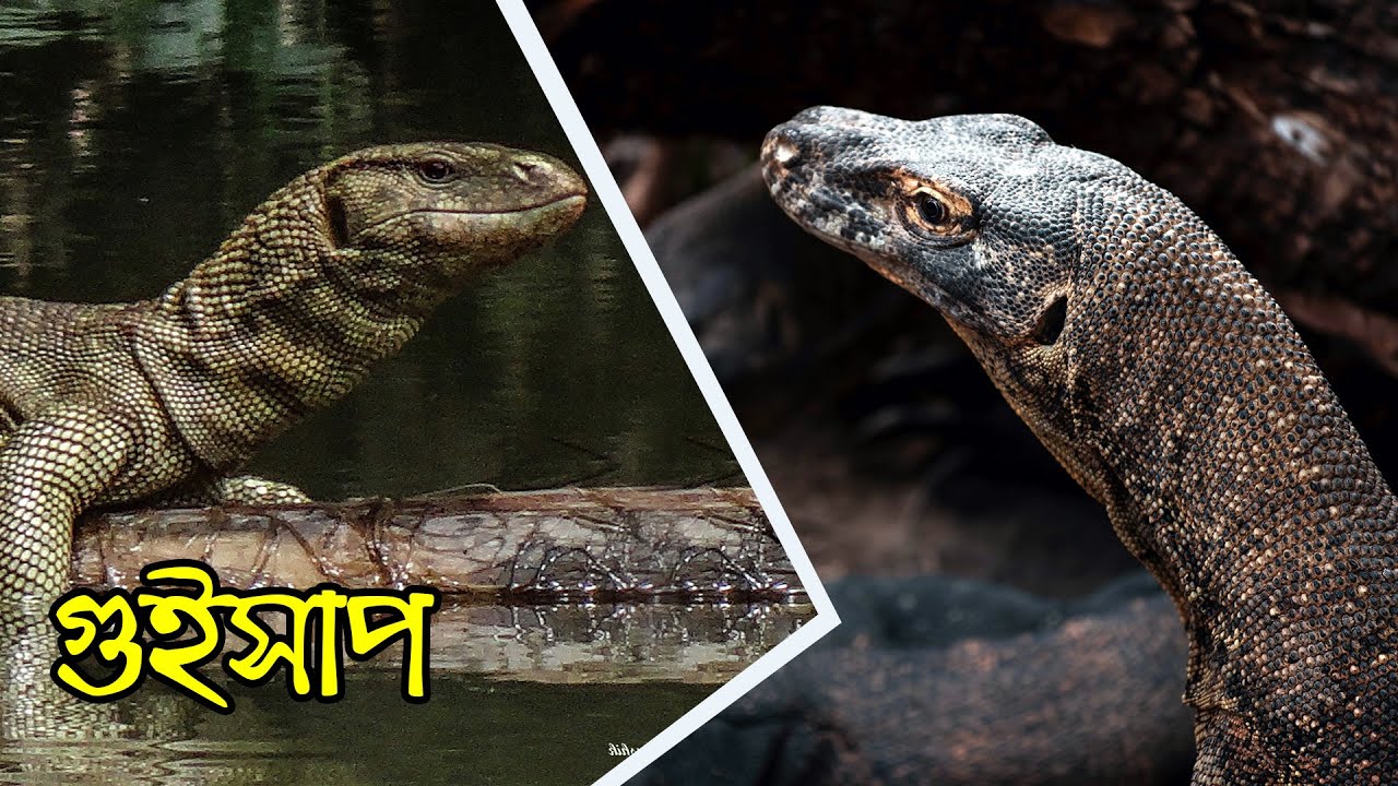 গুইসাপ | Monitor Lizard | Modern Day Dragon | বাংলার গুইসাপ - YouTube