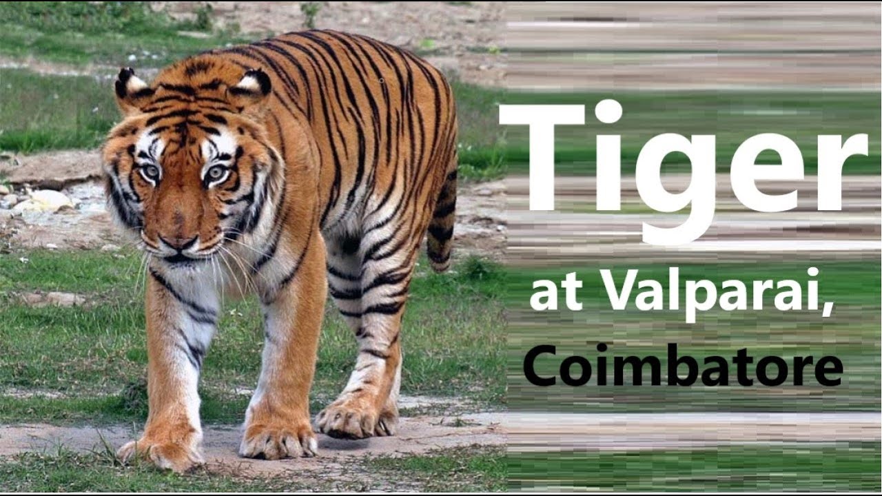 Tiger at Valparai, Coimbatore - YouTube