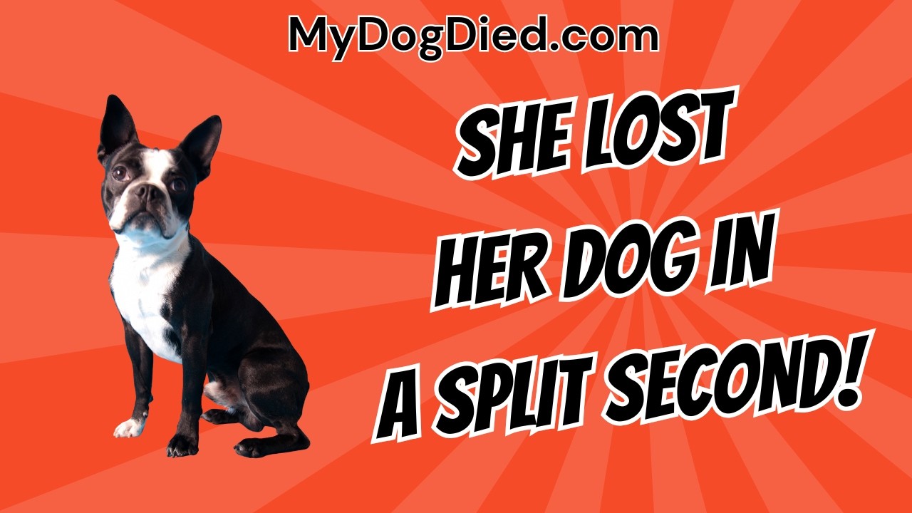 She Did Everything Right—But Still Lost Her Dog in a Split Second ...