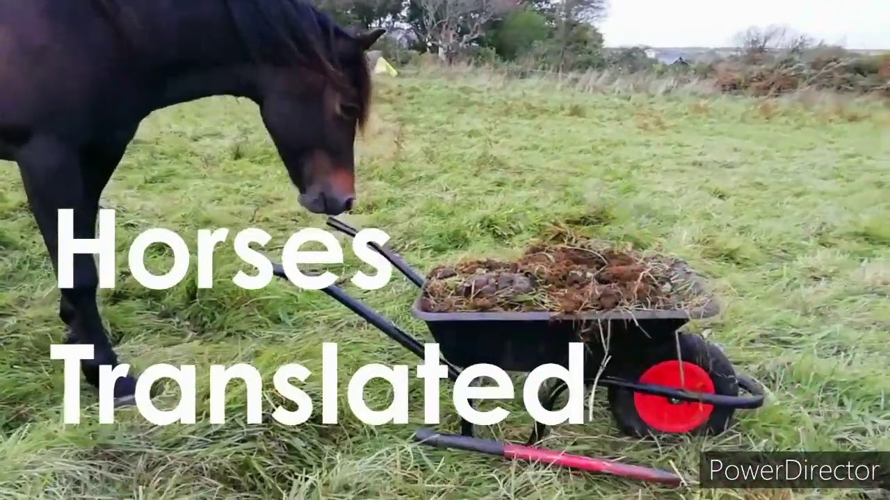 Fitting a noseband on a bitless bridle - YouTube