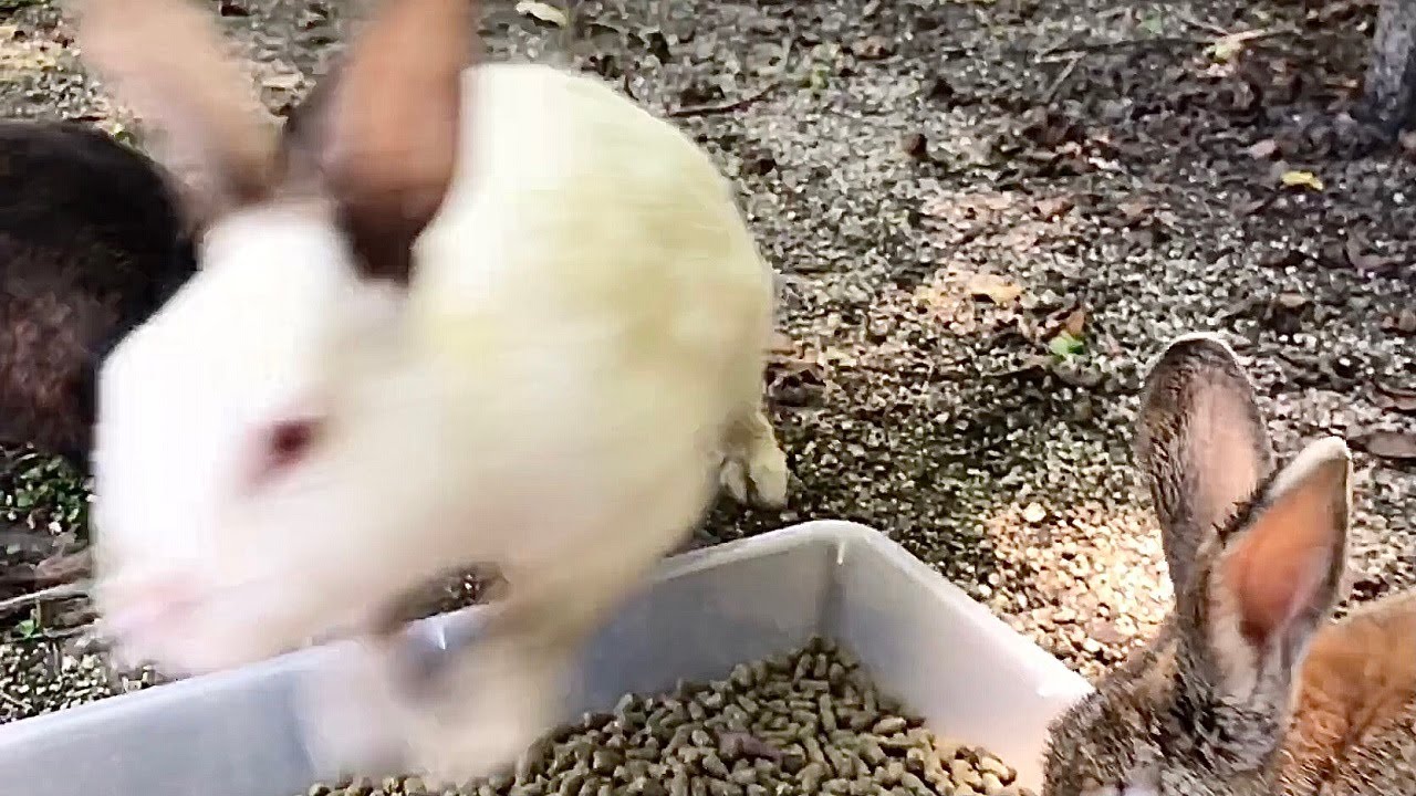 The white rabbit jumps with great speed! - YouTube