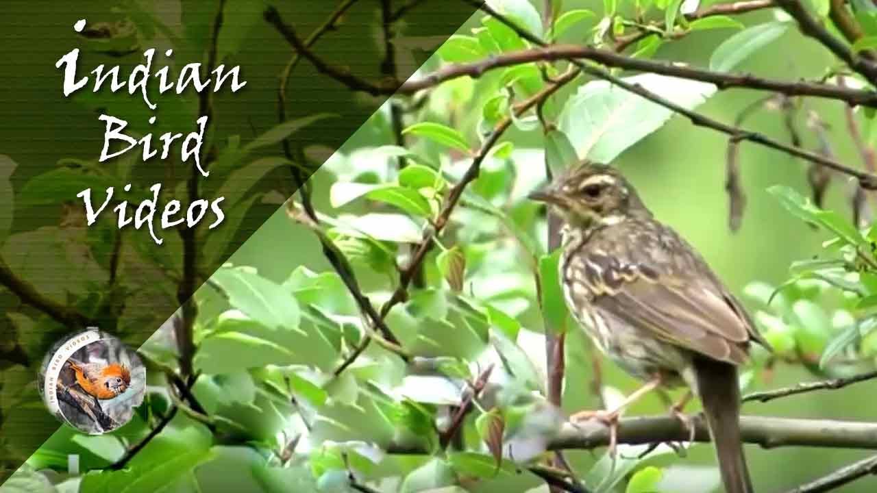The Olive-backed Pipit (Anthus hodgsoni) - Indian Bird Videos - YouTube