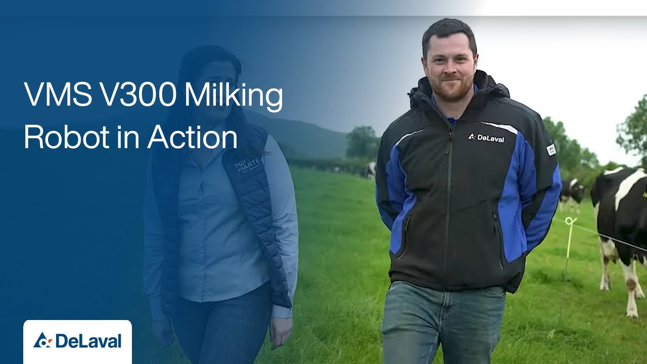 DeLaval VMS V300 Milking Robot in Action on Simon Butler's Farm in ...