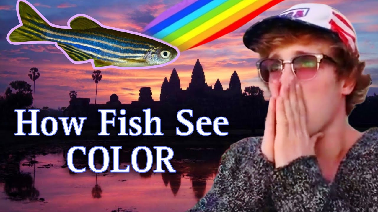 What Do Fish Actually See? Can Fish See Colors? & Will New Research ...