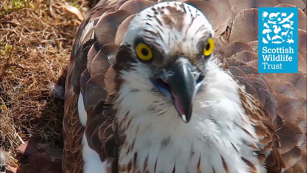 Close Up Of NC0 Incubating - Loch of the Lowes osprey webcam (2021) - YouTube