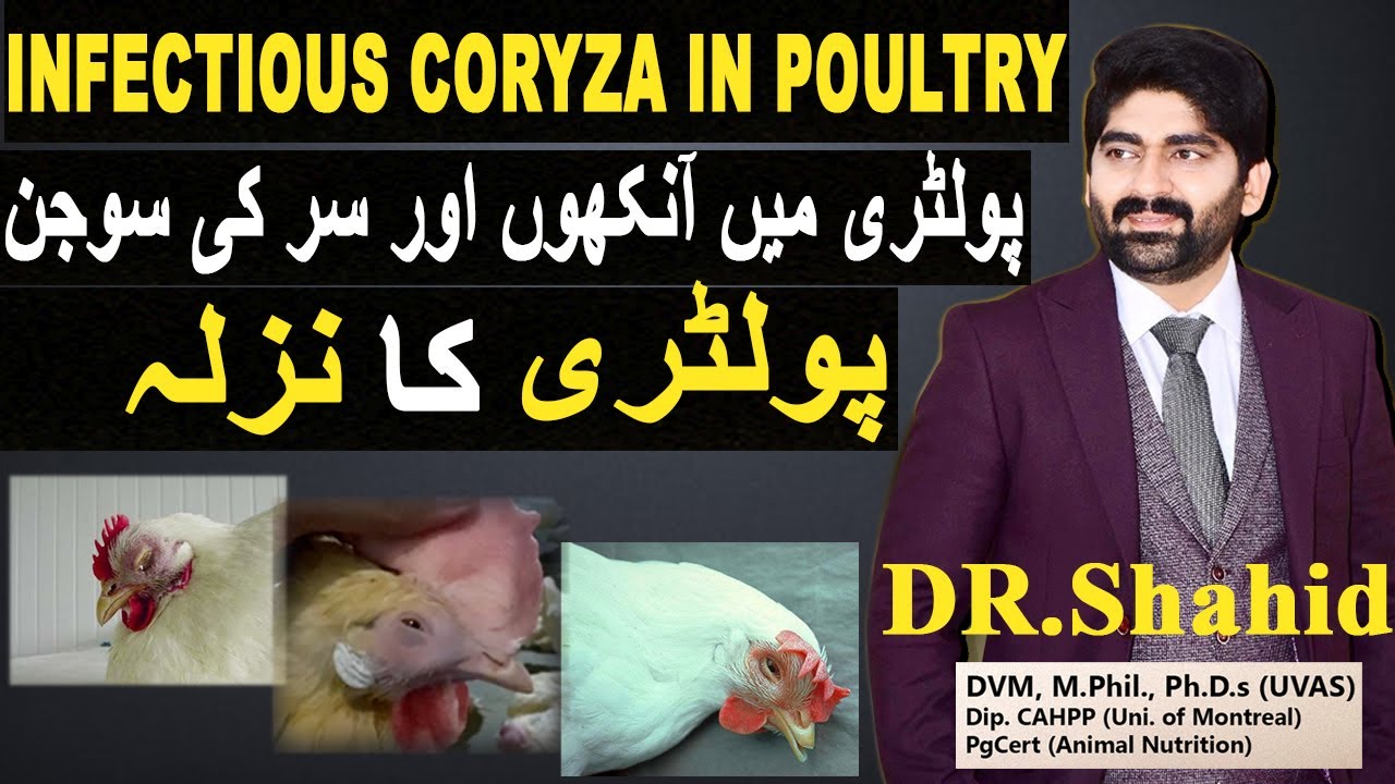 INFECTIOUS CORYZA Head Swelling and Cheese Material In Sinuses ...