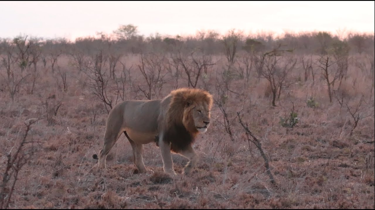 What Happened to the Missing Male Lion? (Ncila) | Q&A With Matt - YouTube