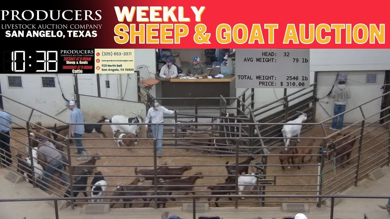 LIVE Sheep & Goat Auction – Producers Livestock | San Angelo, TX ...