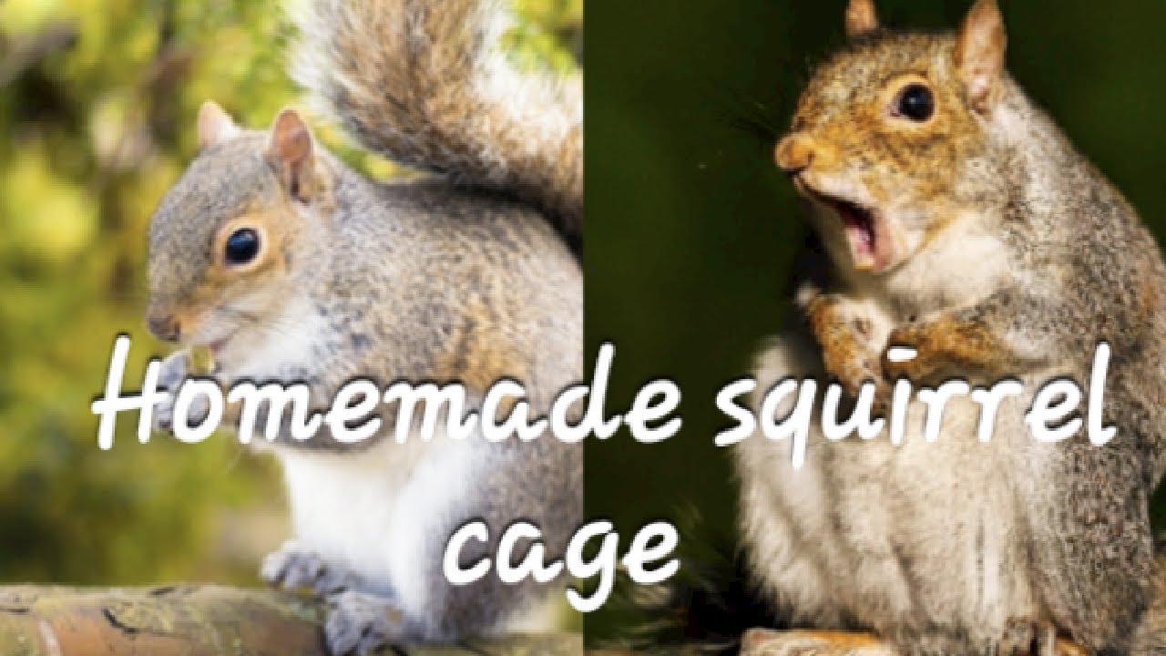 Homemade squirrel cage part 5 - YouTube