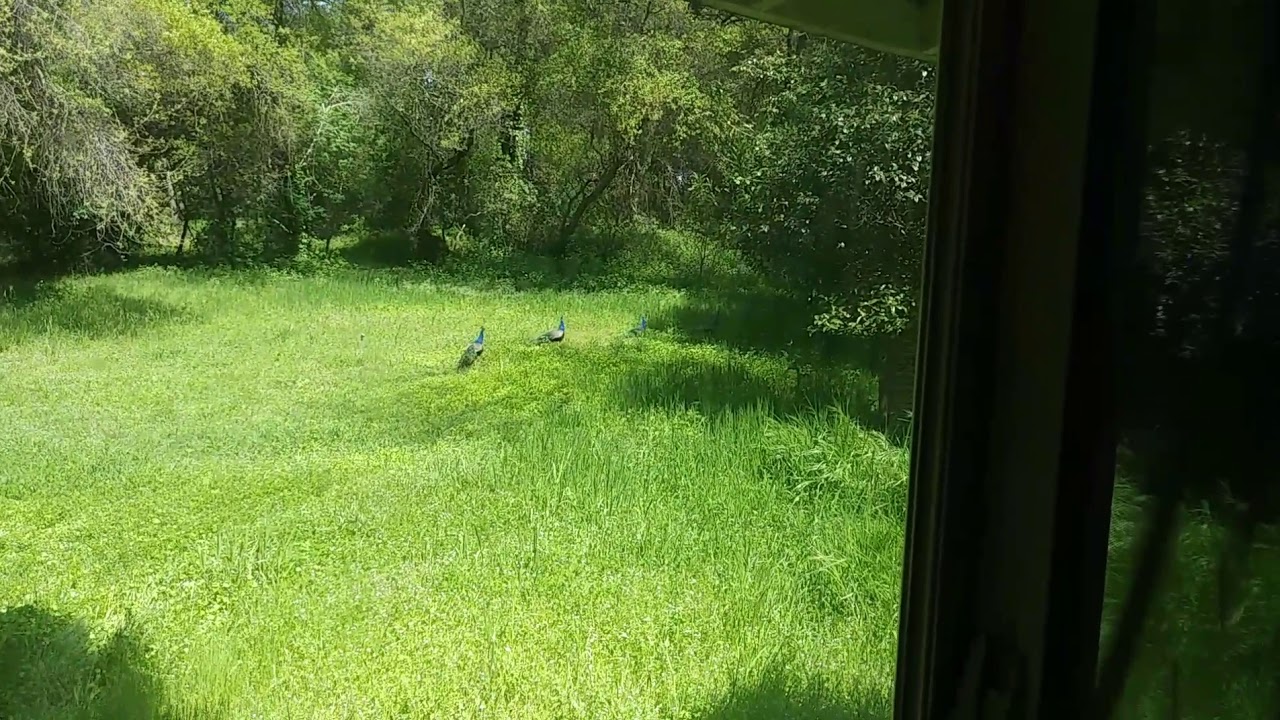4 Peacocks! - YouTube