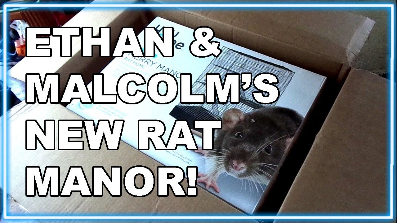 Ethan & Malcolm's New Rat Manor! - YouTube