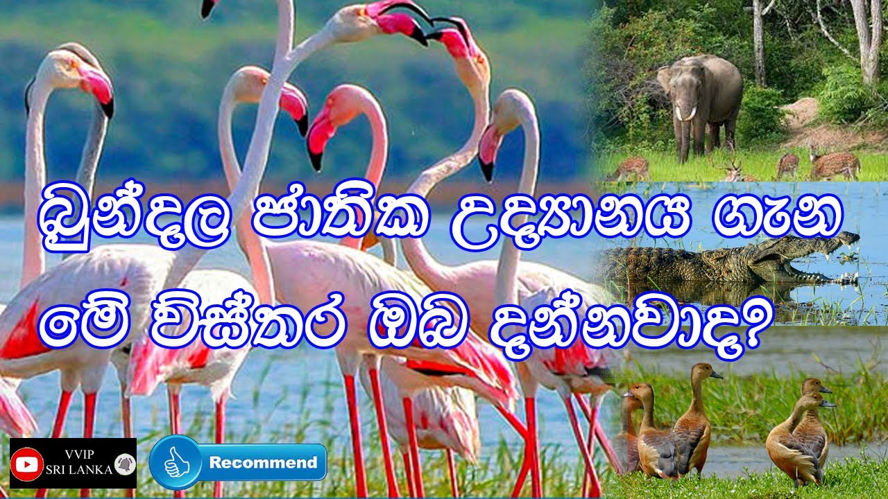 Bundala National Park | Sri Lanka | බුන්දල ජාතික වනෝද්‍යානය | VVIP SRI ...