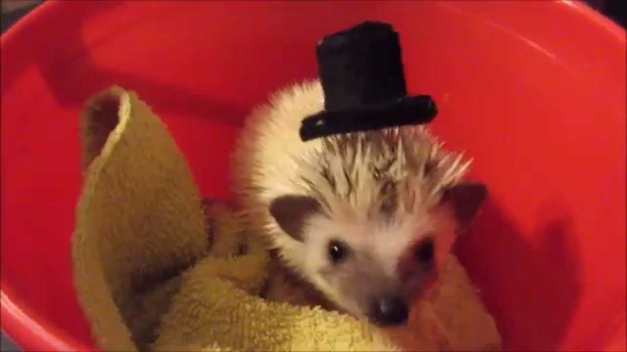 Hedgehog Wearing A Top Hat - YouTube