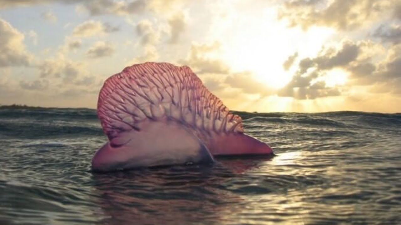 This Creature Can Lure You With It’s Beauty, But Don’t Ever Touch It ...