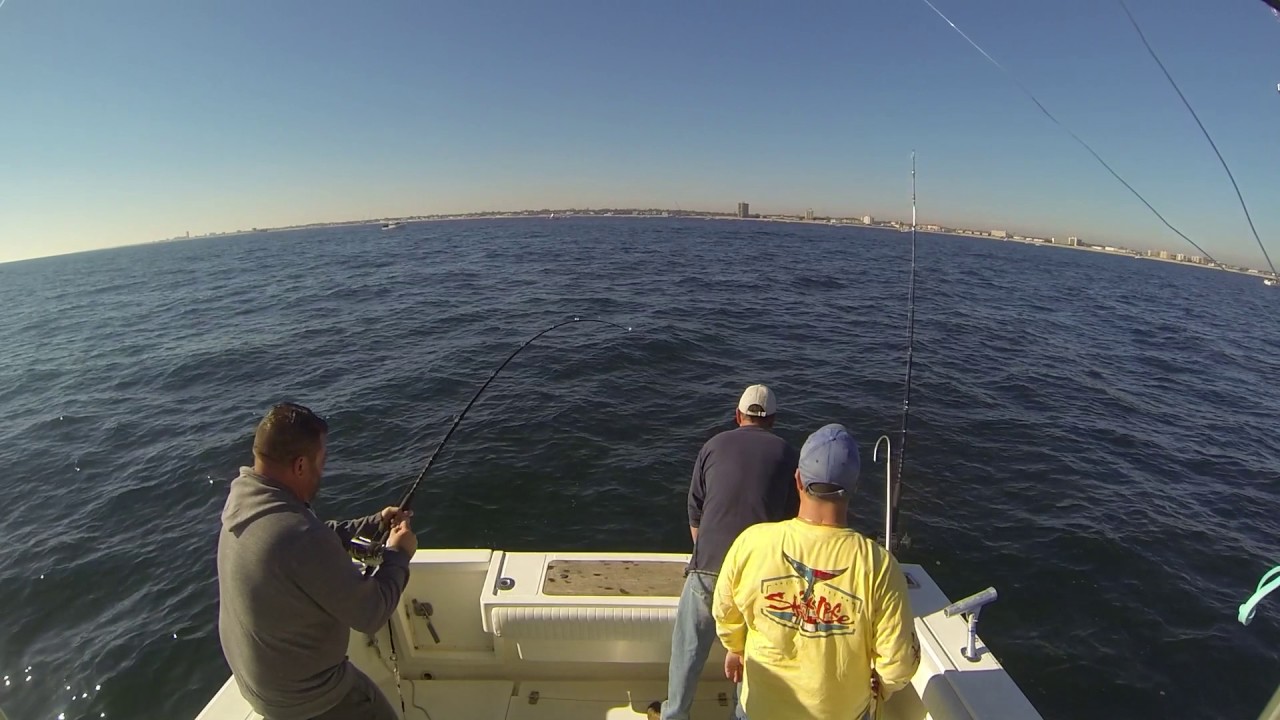 MONSTER BLUEFISH STORM THE NY BIGHT - YouTube