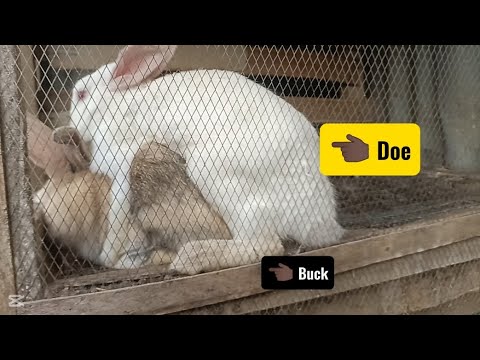 why do female rabbit mount the males - FACTS CHECK - YouTube