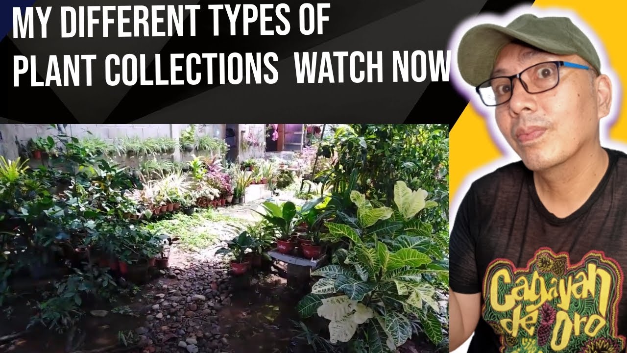 plant collection philippines Ang Aking Houseplant tour 2021 Update ...