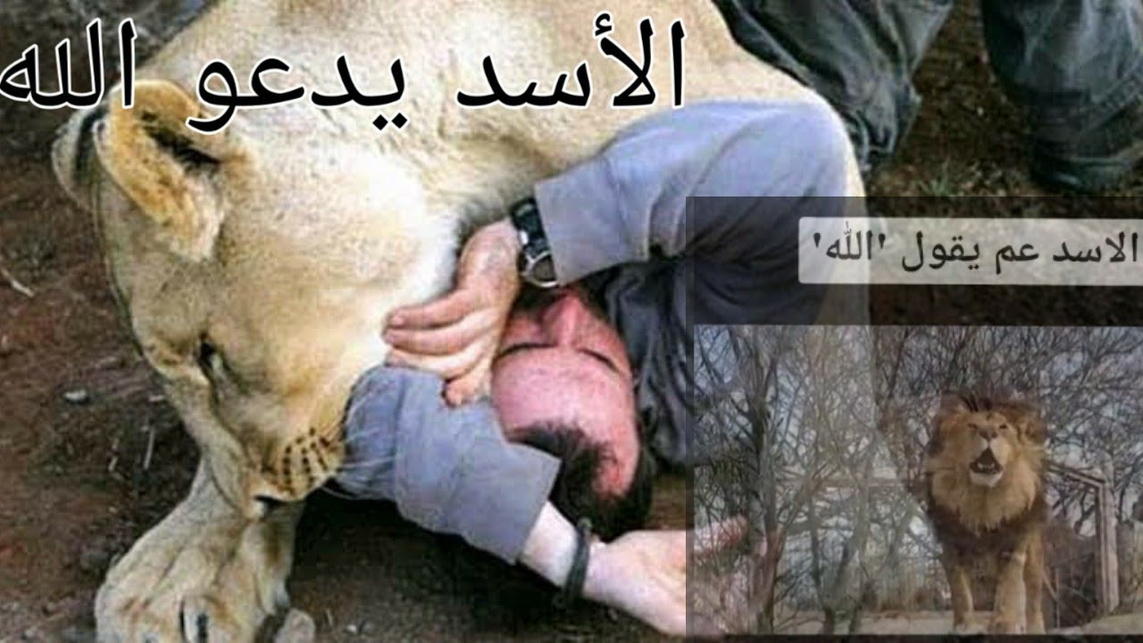 الأسد يدعو الله Youtube