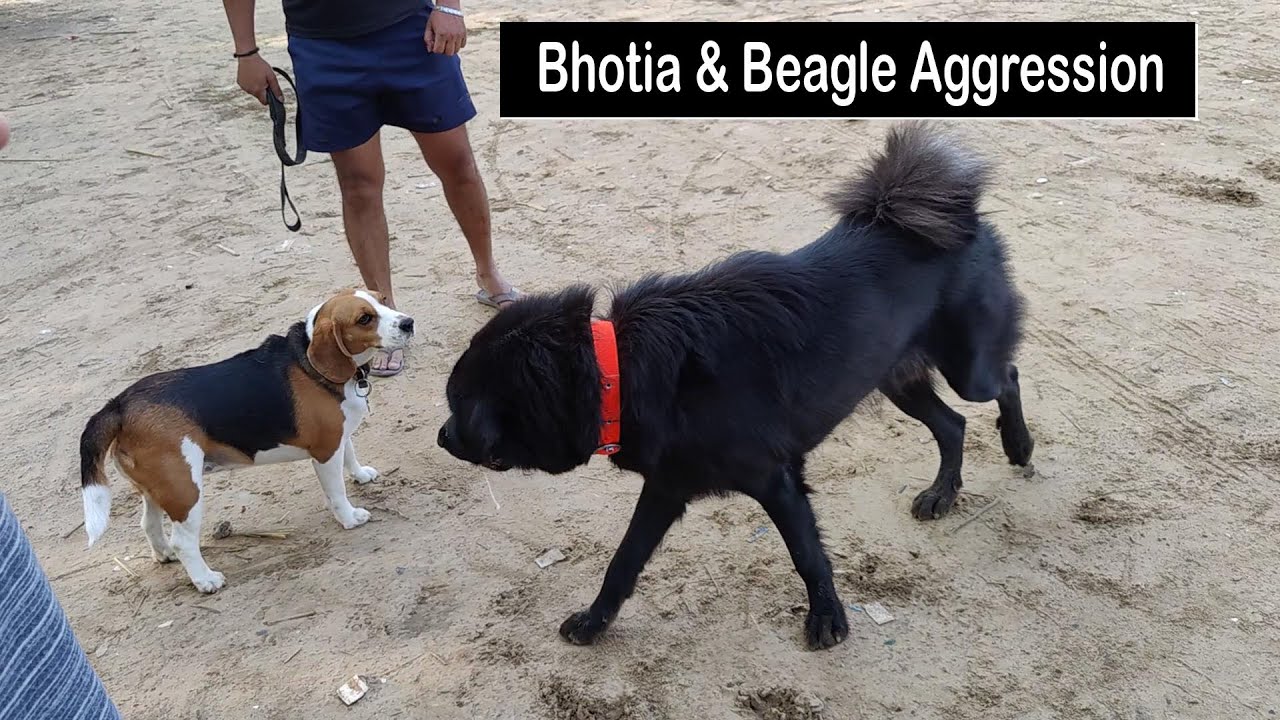 Bhotia & Beagle Aggression - YouTube