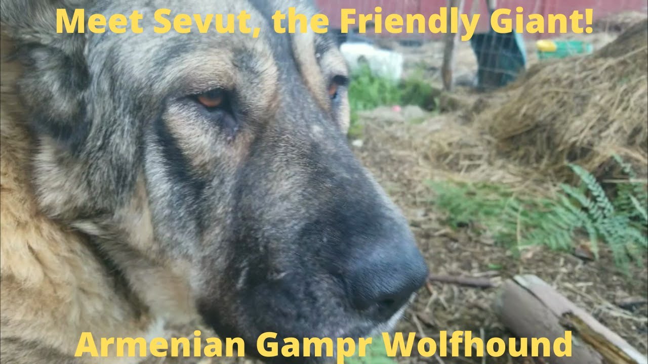 Rare Armenian Gampr Wolfhound - Meet Sevut, the giant breed livestock ...