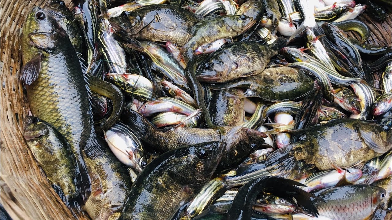 দেশি ভেদা ও টেংরা মাছ কতটা চরা দামে বিক্রি করলেন 😱 দেখুন | Fish bid ...