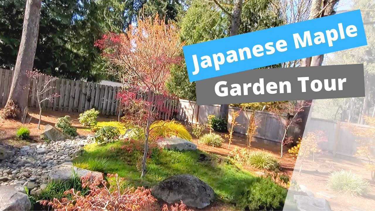 Japanese Maple Garden Tour - YouTube