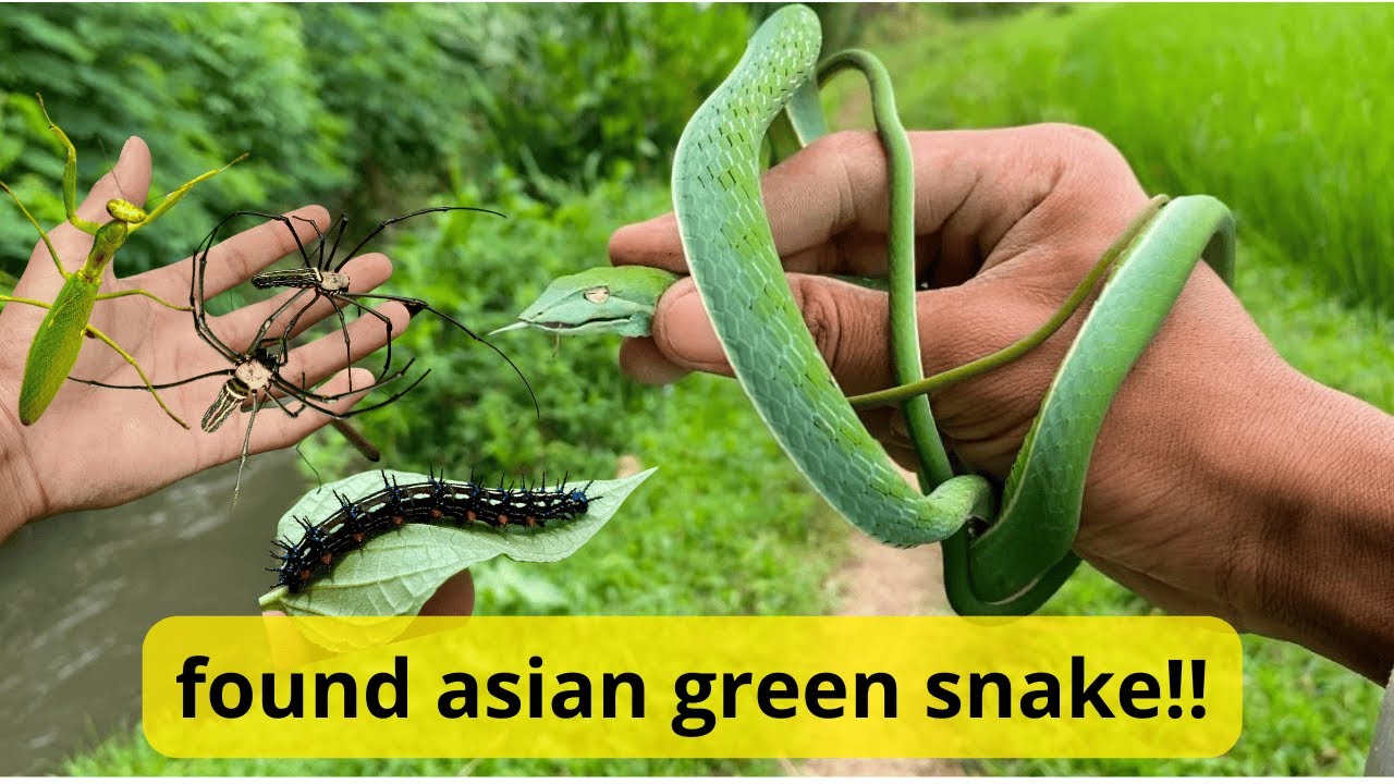 catch snake on wildlife !! hunting insects praying mantis, golden orb ...
